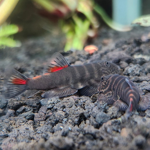 Redtail Hillstream Loach | clearwateraquarium