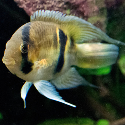 Keyhole Cichlid | clearwateraquarium