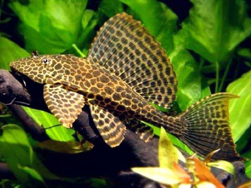 Leopard Sailfin Pleco | clearwateraquarium