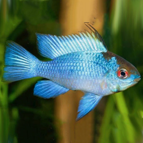 Electric Blue Ram Cichlid | clearwateraquarium