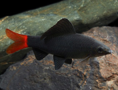 Red Tail Shark | clearwateraquarium