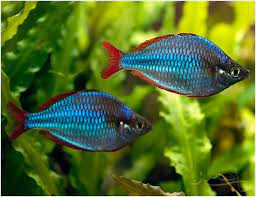 Dwarf Neon / Praecox Rainbow (Melanotaenia praecox) | clearwateraquarium