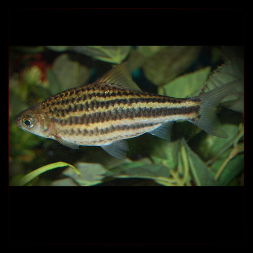 Striped Barb | clearwateraquarium