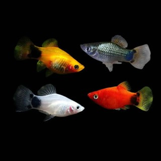 Assorted Platy Fish | clearwateraquarium