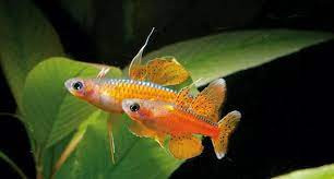 Red Neon Rainbow (Pseudomugil cf.paskai) | clearwateraquarium
