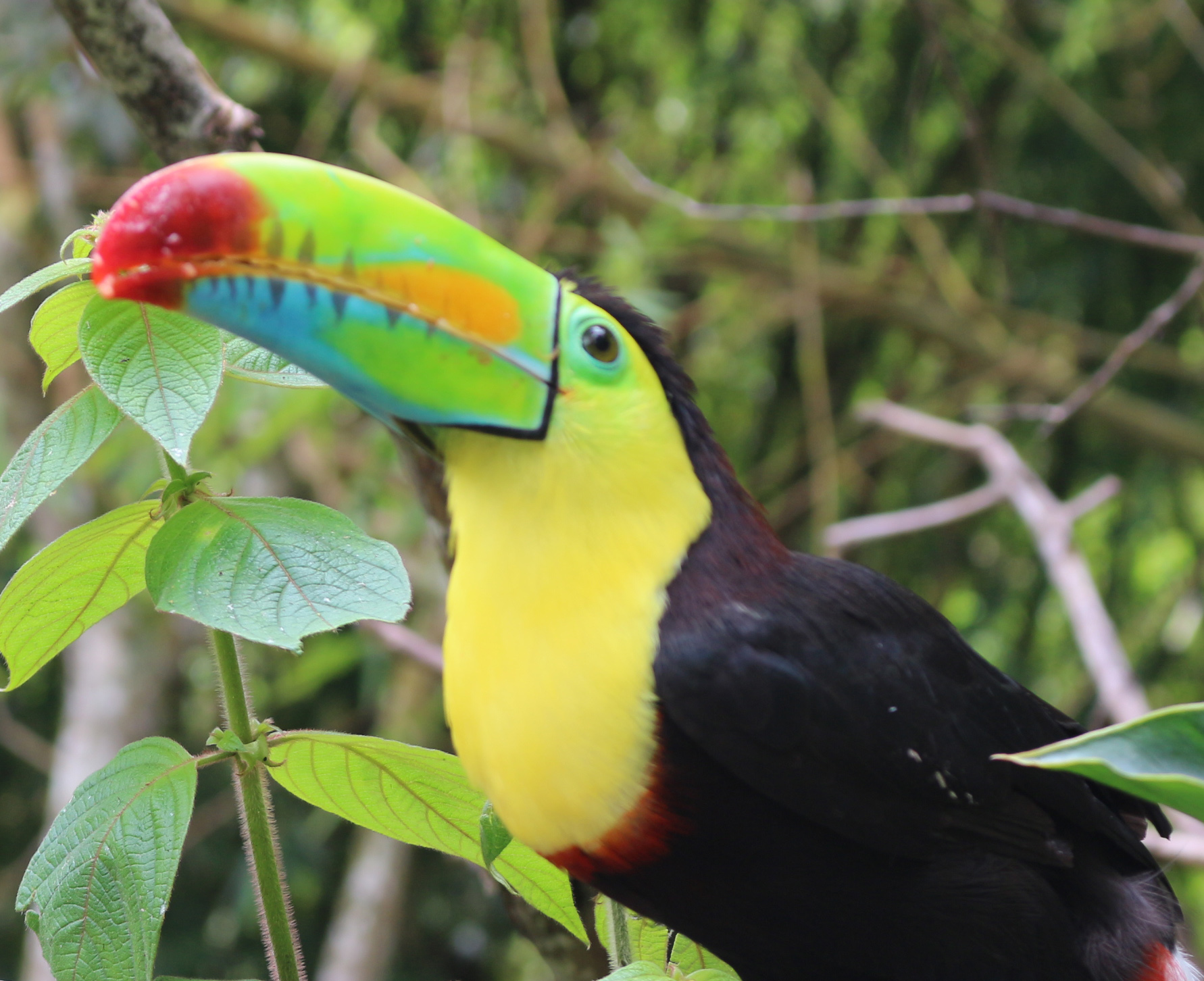 Minca | Sierra Nevada | L'Échappée Colombie
