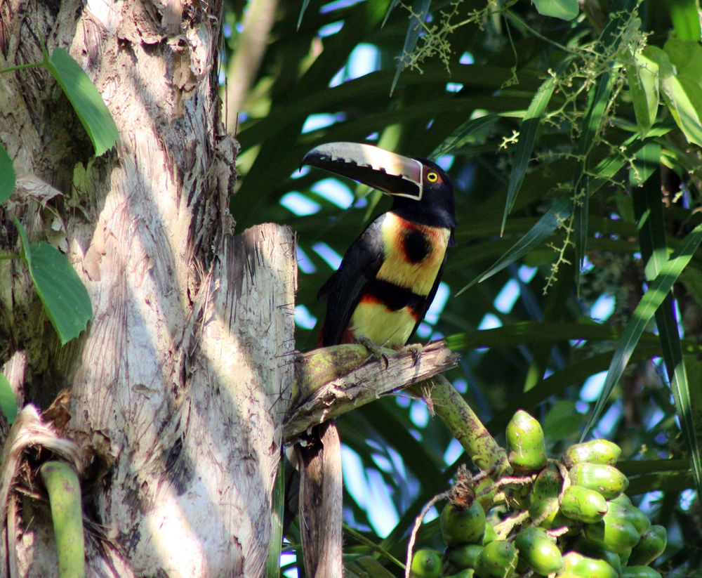 Notre sélection oiseaux de Colombie | L'Échappée Colombie