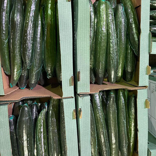 Cucumber 5KG | Delta Cash and Carry