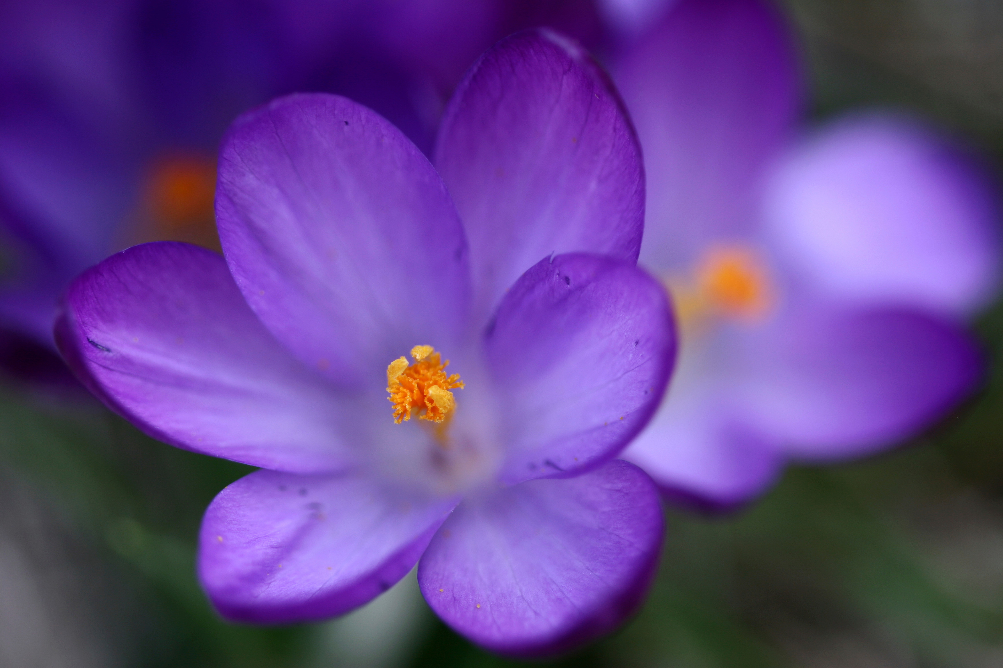 Psychic Circle with Marsha Johnson December | Lori Sheridan Medium