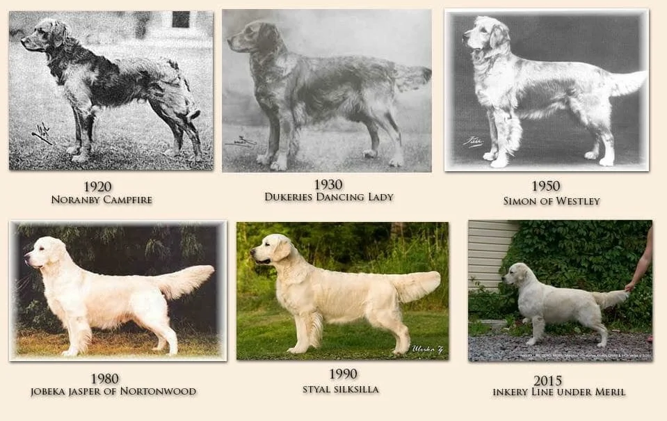 The Incredible Journey of Golden Retrievers: From Aristocracy to ...