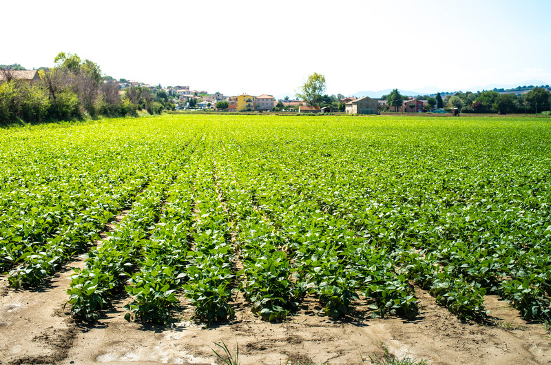 Understanding Bean Production in Argentina | SpringHaus