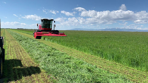 Mountain Hay | Colorado Hay | High Altitude Hay | Green Hay | Horse Hay