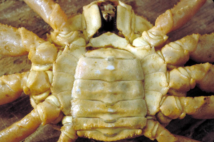 crabman | Tanner/Snow crabs