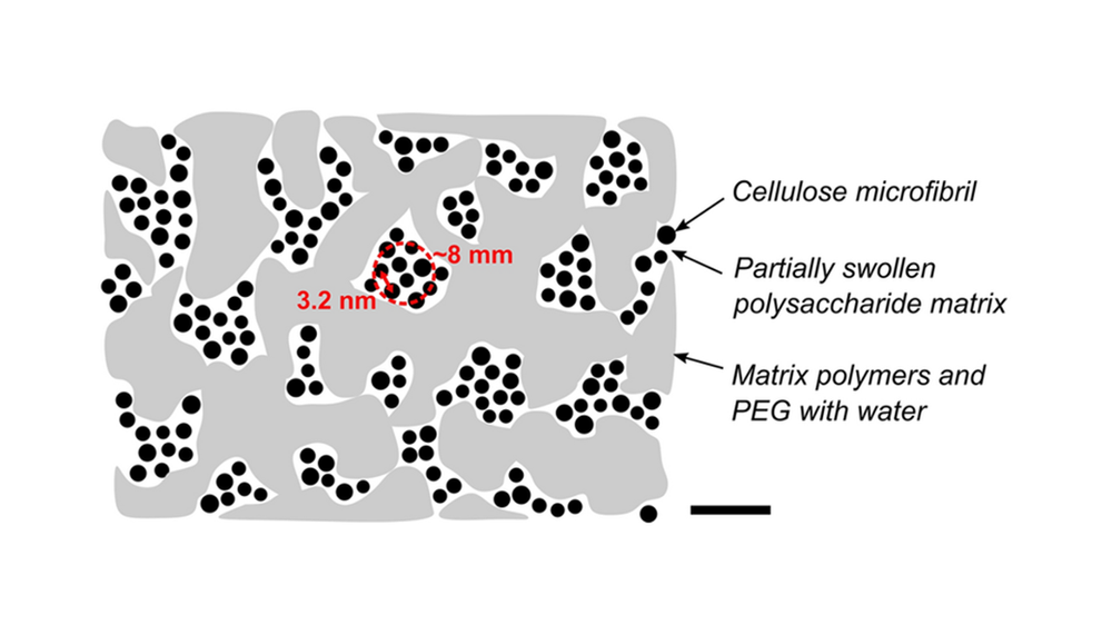 Bundling of cellulose microfibrils in native and PEG-containing wood ...