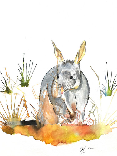 Aussie Bunny (Bilby, Watercolour & Ink) | Elizabeth Kate Art