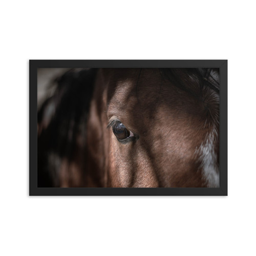 Horse- Framed Matte Poster Print | Nicky Scott Photo