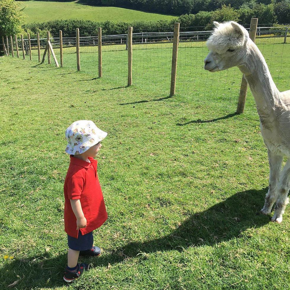 Alpaca Farm Teas | Fisherwood farm | Robertsbridge