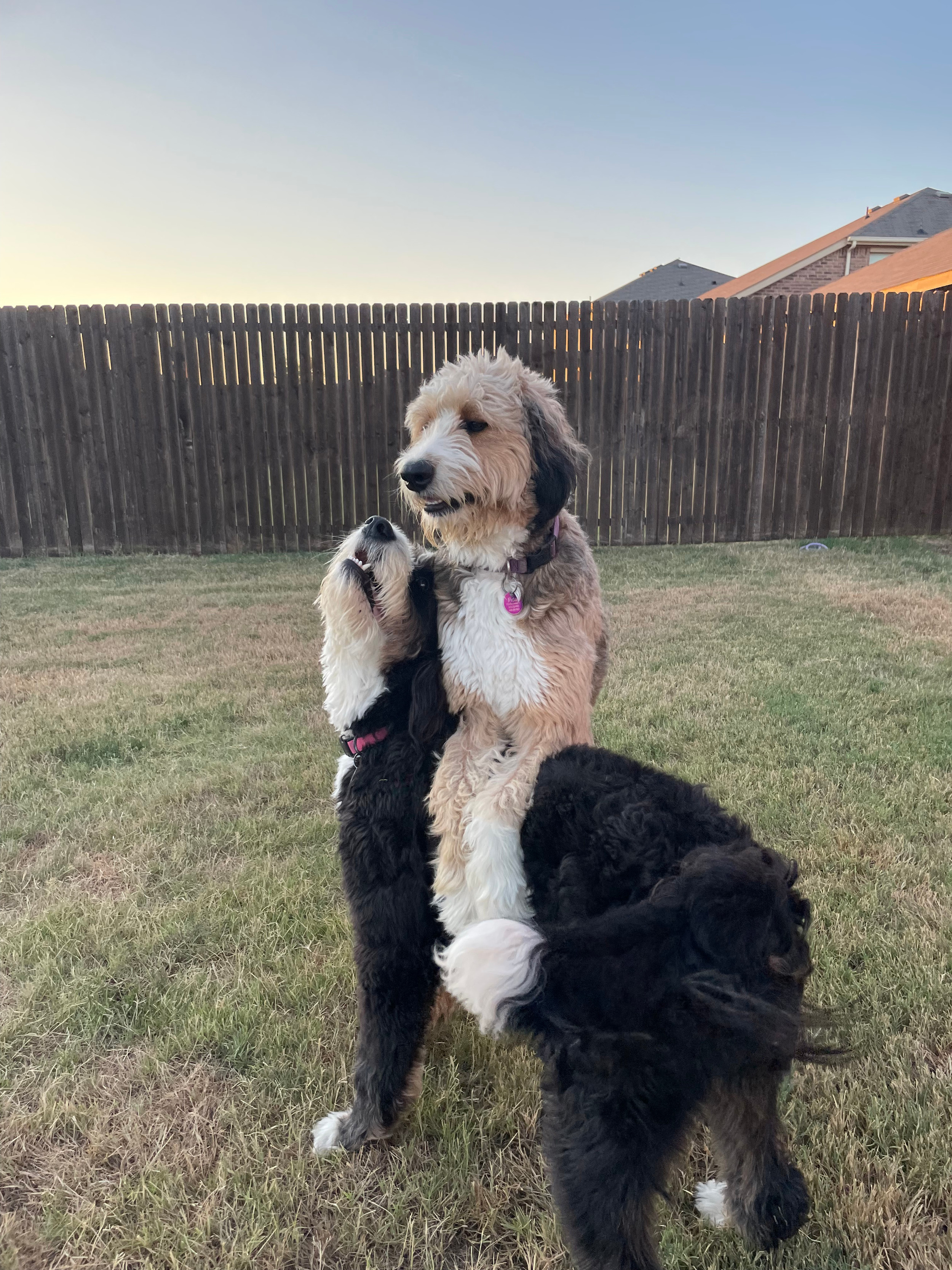 Empowered Puppy | Glory Doodles