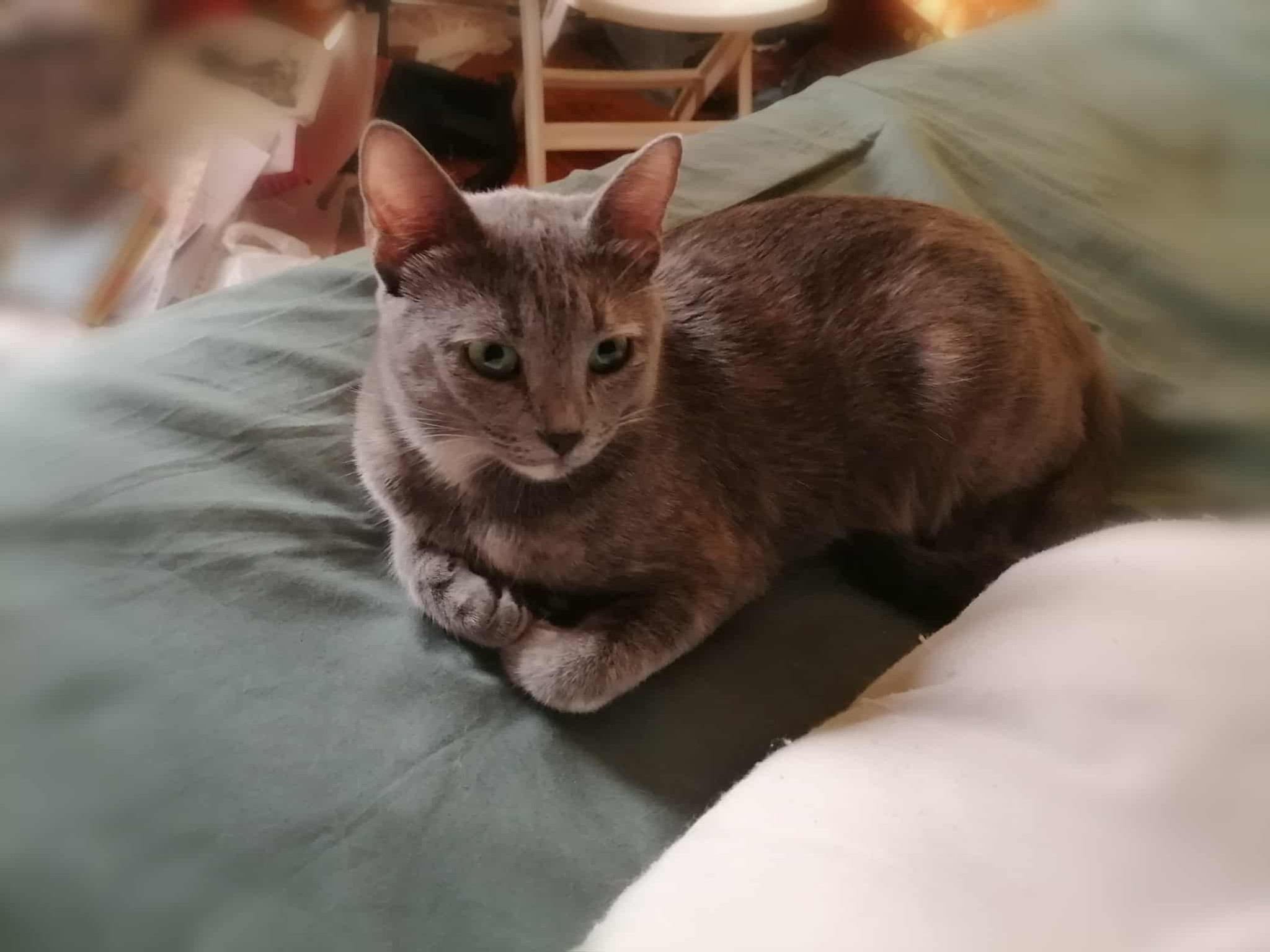 Cat, Gazelle / Gazella