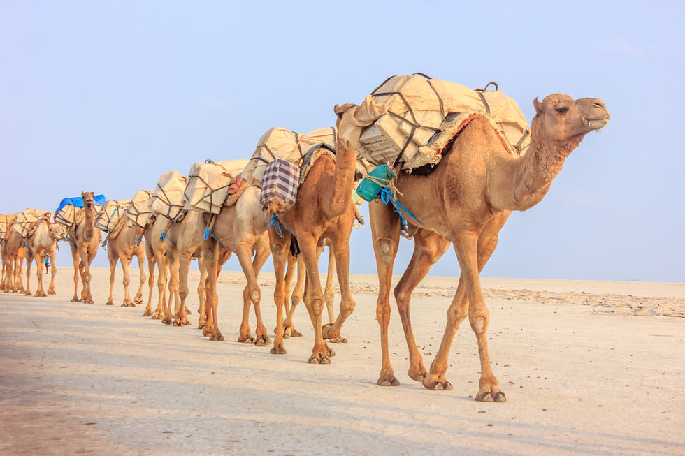 The Ten Camel Bride