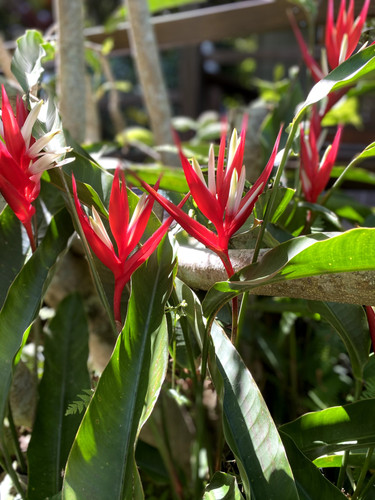 Heliconia angusta Red Christmas | Alstonville Plants