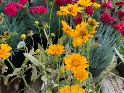 Photos from Merrick Farm | Organic Produce & Plants in Monmouth County ...