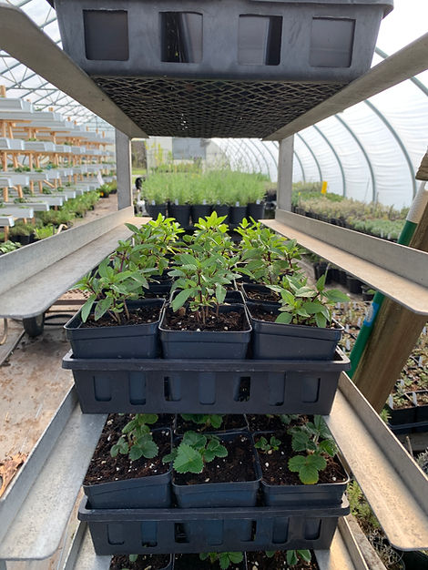 Organic Plants & Produce at Merrick Farm in Monmouth County, New Jersey