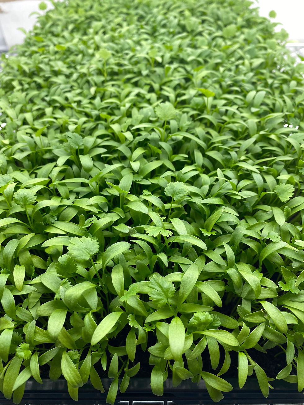 Cilantro | Kriston’s Organics
