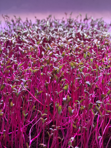 Beet Microgreens | Kriston’s Organics