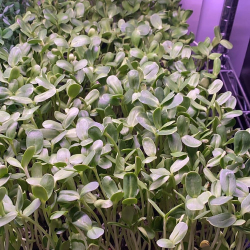 Cantaloupe Melon Microgreens | Kriston’s Organics