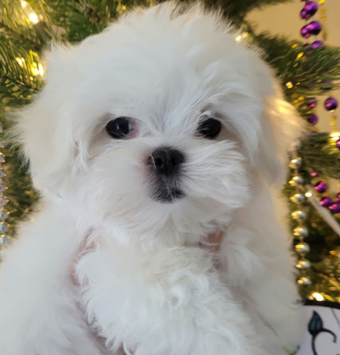 AKC Korean Maltese Female | MeeMee Maltese