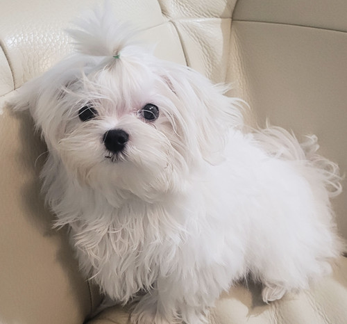 Male AKC Korean Maltese Male | MeeMee Maltese