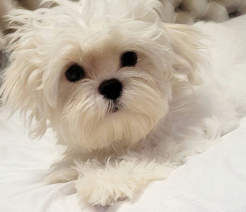Male AKC Korean Maltese male 10 months | MeeMee Maltese