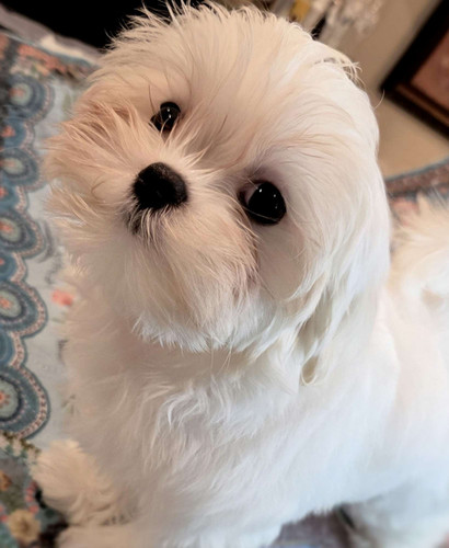 AKC Korean Maltese Female International Champion bloodlines | MeeMee ...