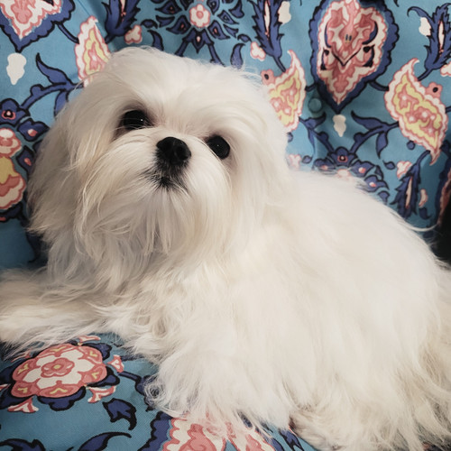 AKC Korean Female | MeeMee Maltese