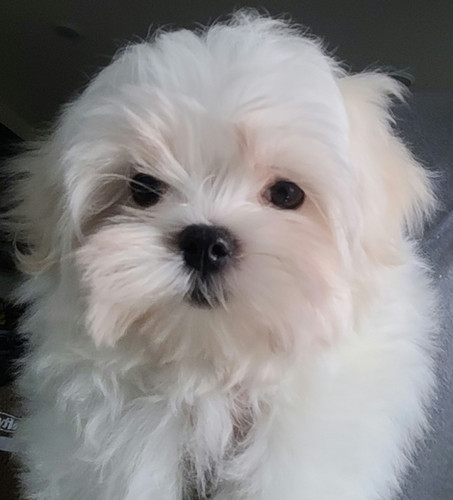 AKC KOREAN MALTESE male | MeeMee Maltese