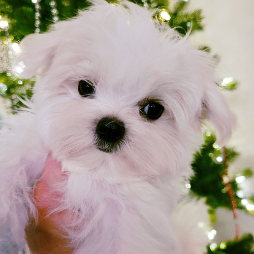 AKC KOREAN MALTESE mini Female | MeeMee Maltese