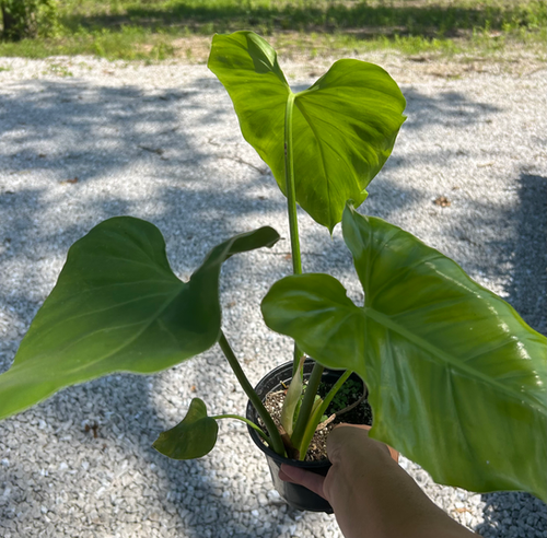 Philodendron giganteum - Elephant Ear of Philodendrons | Florist ...