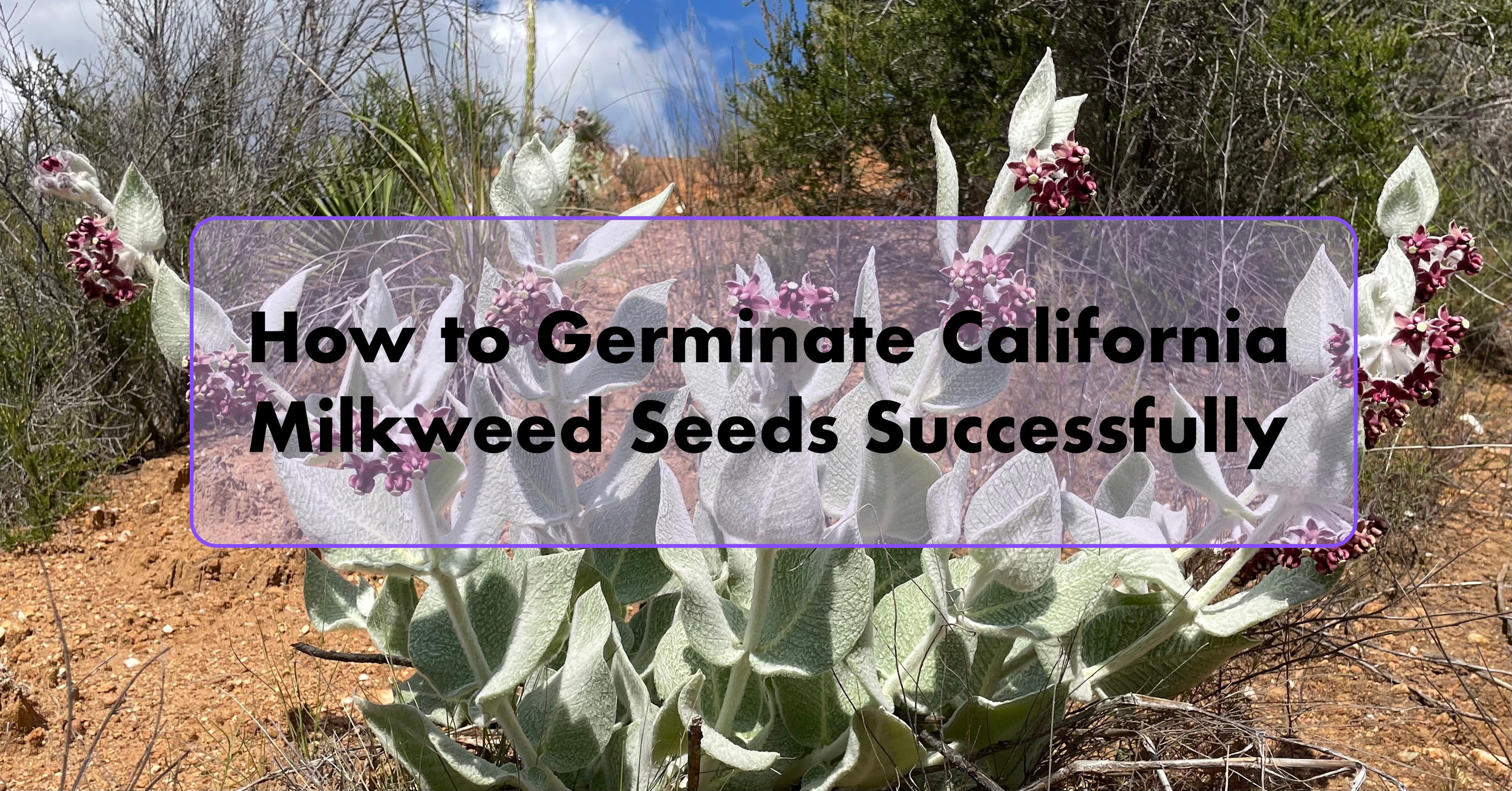 How to Germinate California Milkweed Seeds Successfully. Germinating ...