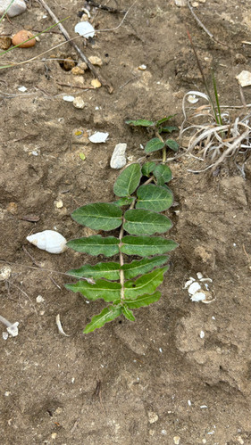 Asclepias prostrata, Prostrate milkweed seed | Grow Milkweed Plants