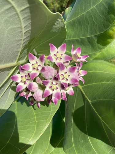 Calotropis procera, Milkweed Tree seed | Grow Milkweed Plants