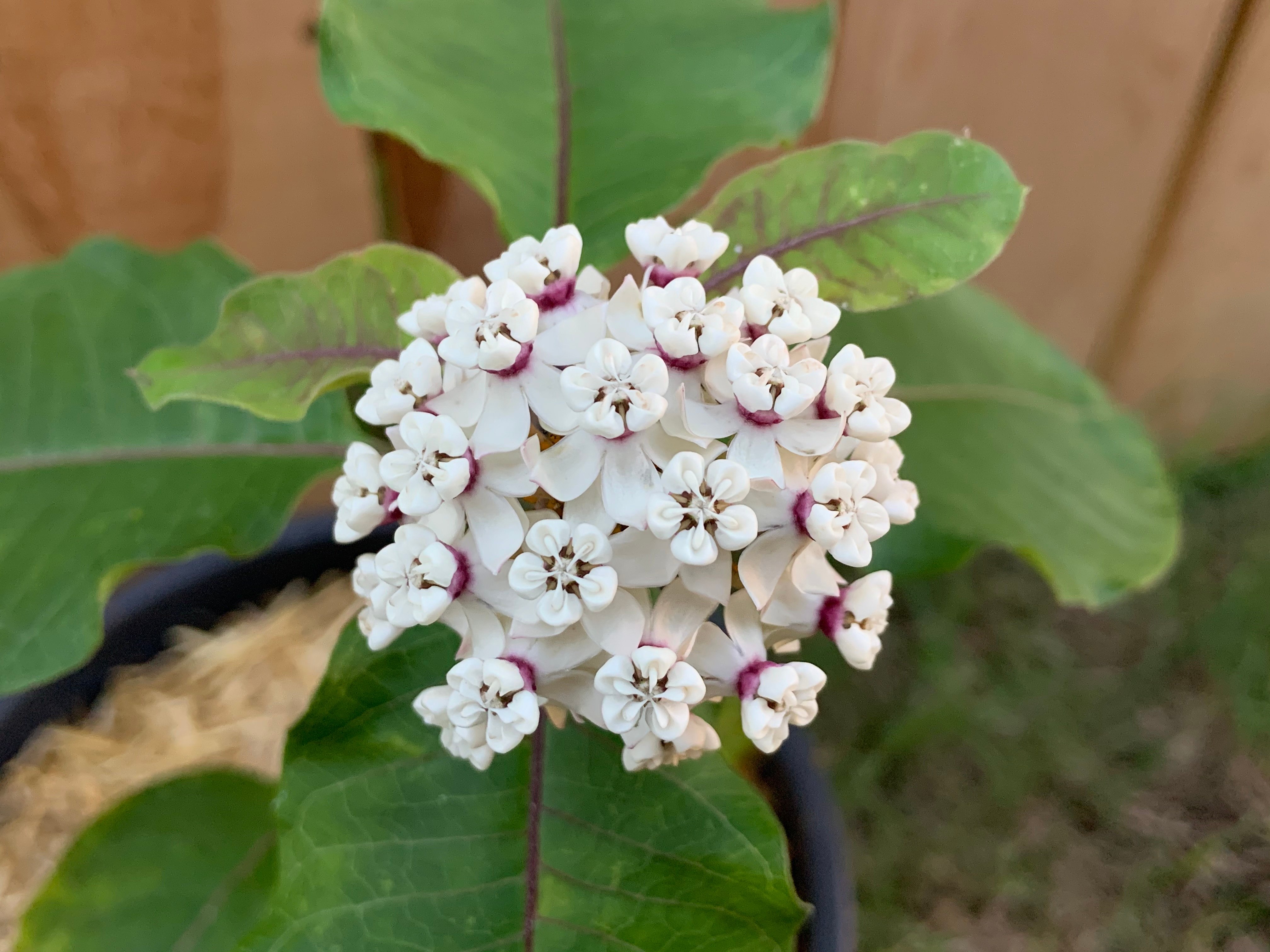 variegata