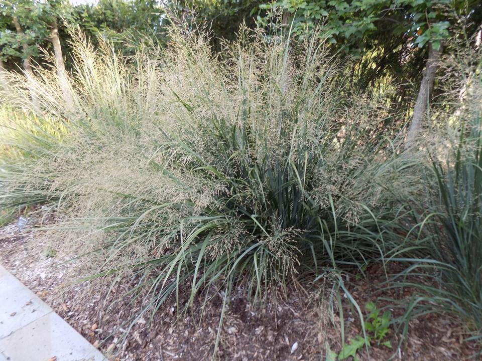 Northwind Switch Grass | Baxter Gardens PlantDB