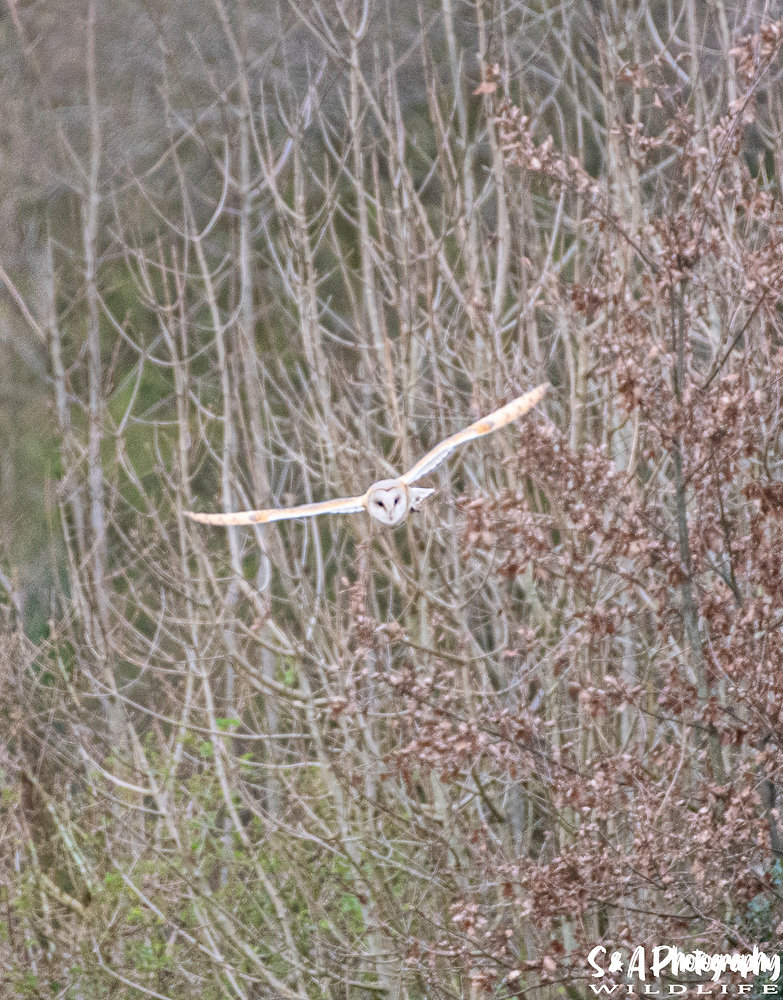 An evening visit Mrs Barn Owl