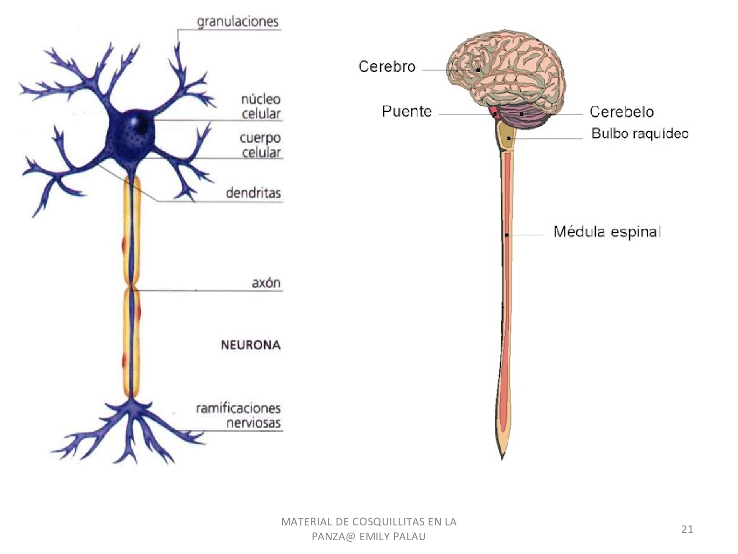 GALERÍA | sistemanerviosop