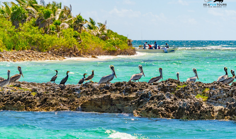 Isla Contoy Tour Info | Taste Of Isla | Isla Mujeres
