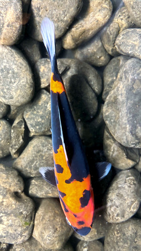 Doitsu Hi Utsuri | Edgewater