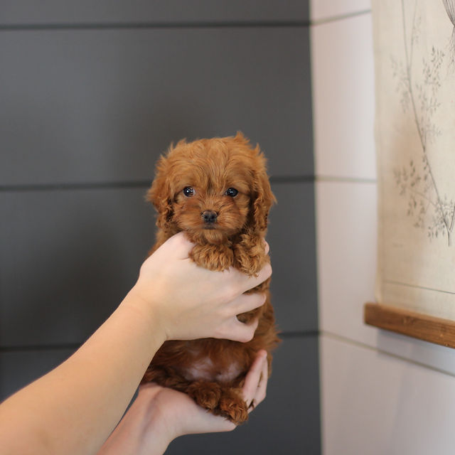 teacup cavapoo breeders