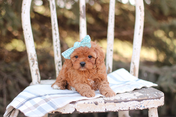 Maggie's Toy Cavapoo Puppies | Willow Ridge Puppies