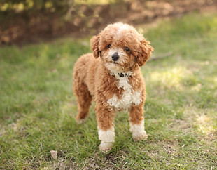 Rosie's Toy Cavapoo puppies | Willow Ridge Puppies